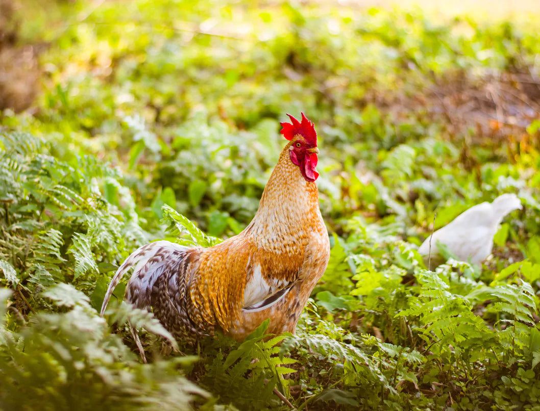 100% Fresh Organic Free Range Country Chicken Delivery Online – Earthy ...